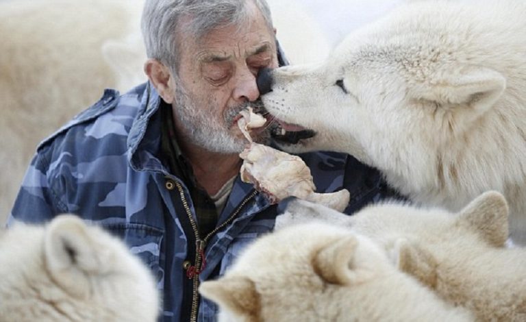 Man Bonds With Wild Wolves And Attains Something That No Other Animal ...